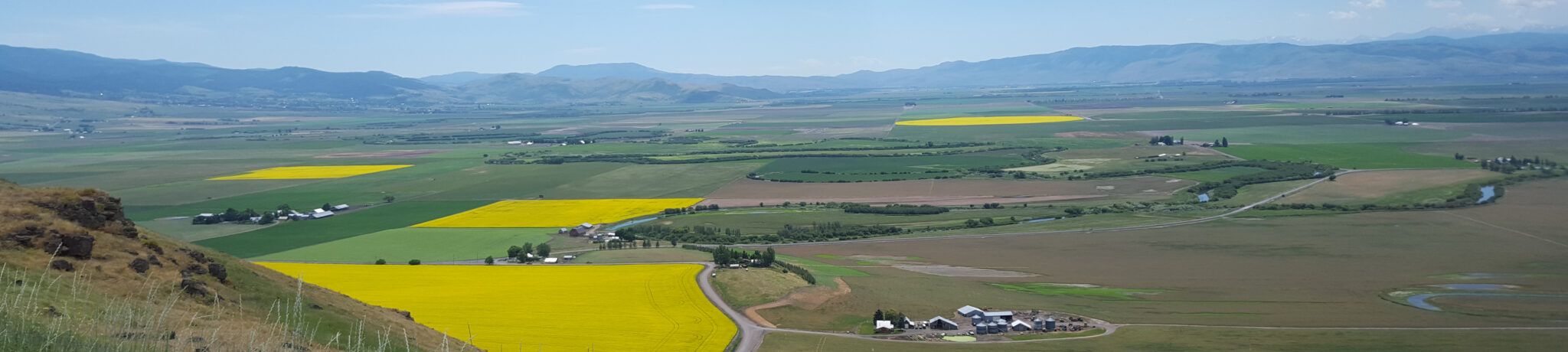 Union County Weed Control – We Work For You. One Plant At A Time.